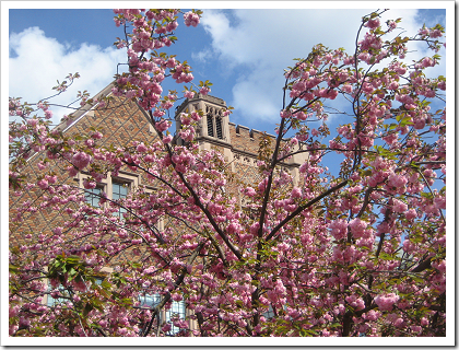 Redmond Library: Springtime in Washington
